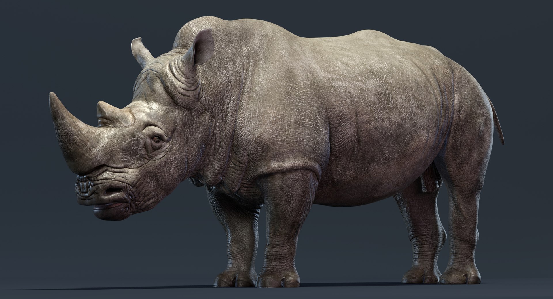 3D big rhino rigged - TurboSquid 1344926