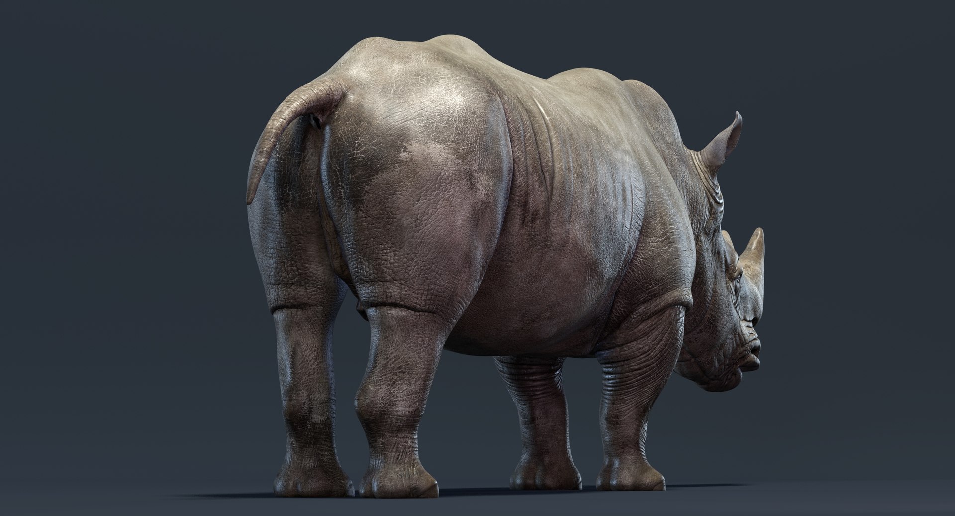 3D Big Rhino Rigged - TurboSquid 1344926