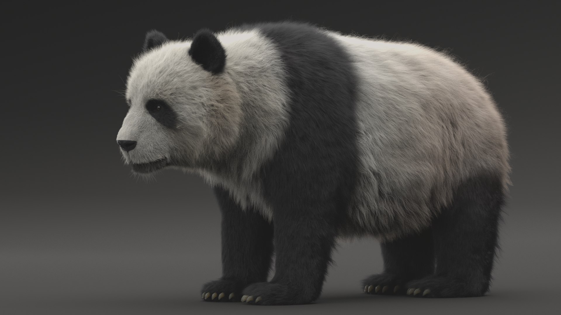 Panda Fur Modeled 3D Model - TurboSquid 1535958
