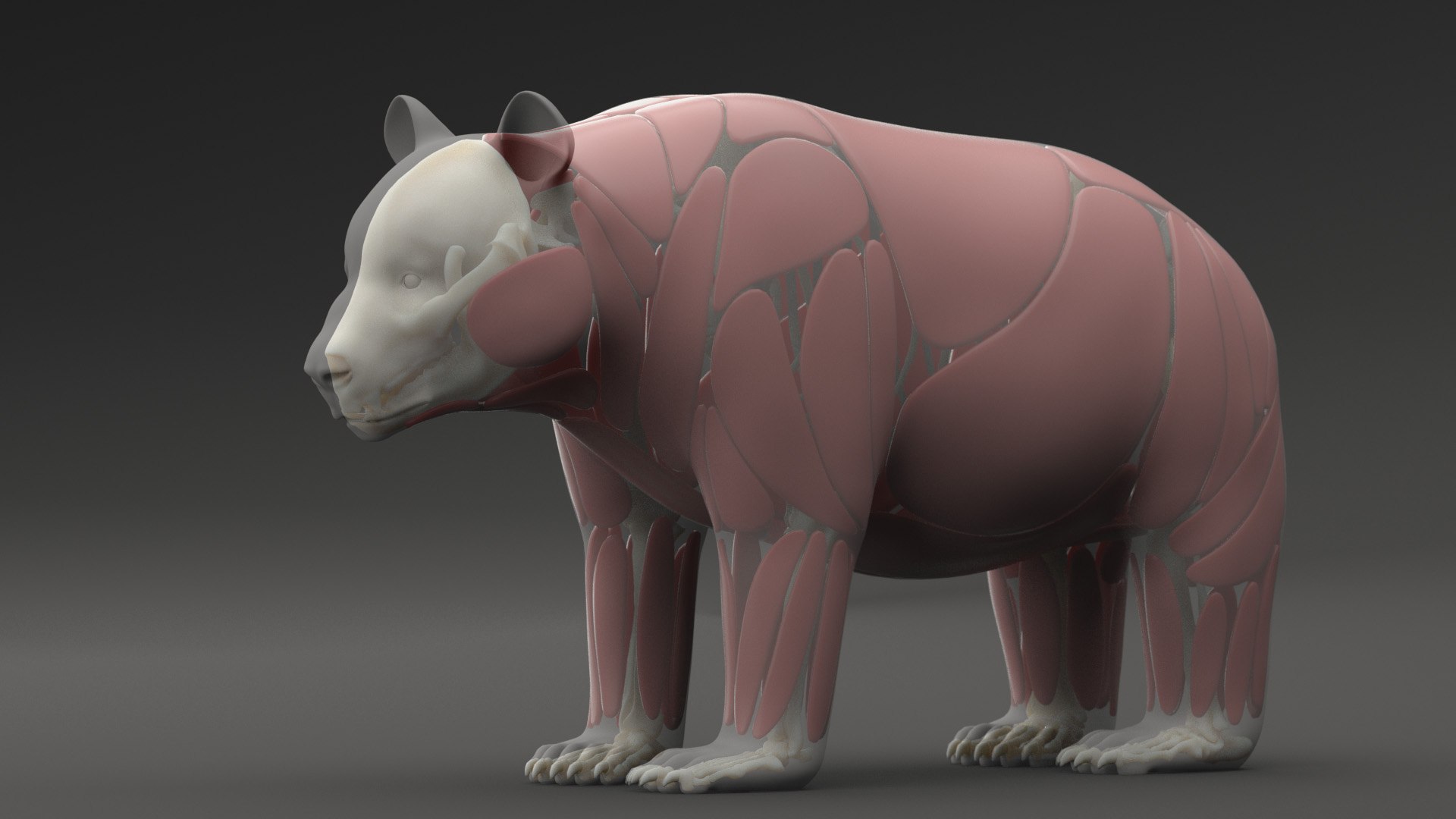 Panda Fur Modeled 3D Model - TurboSquid 1535958