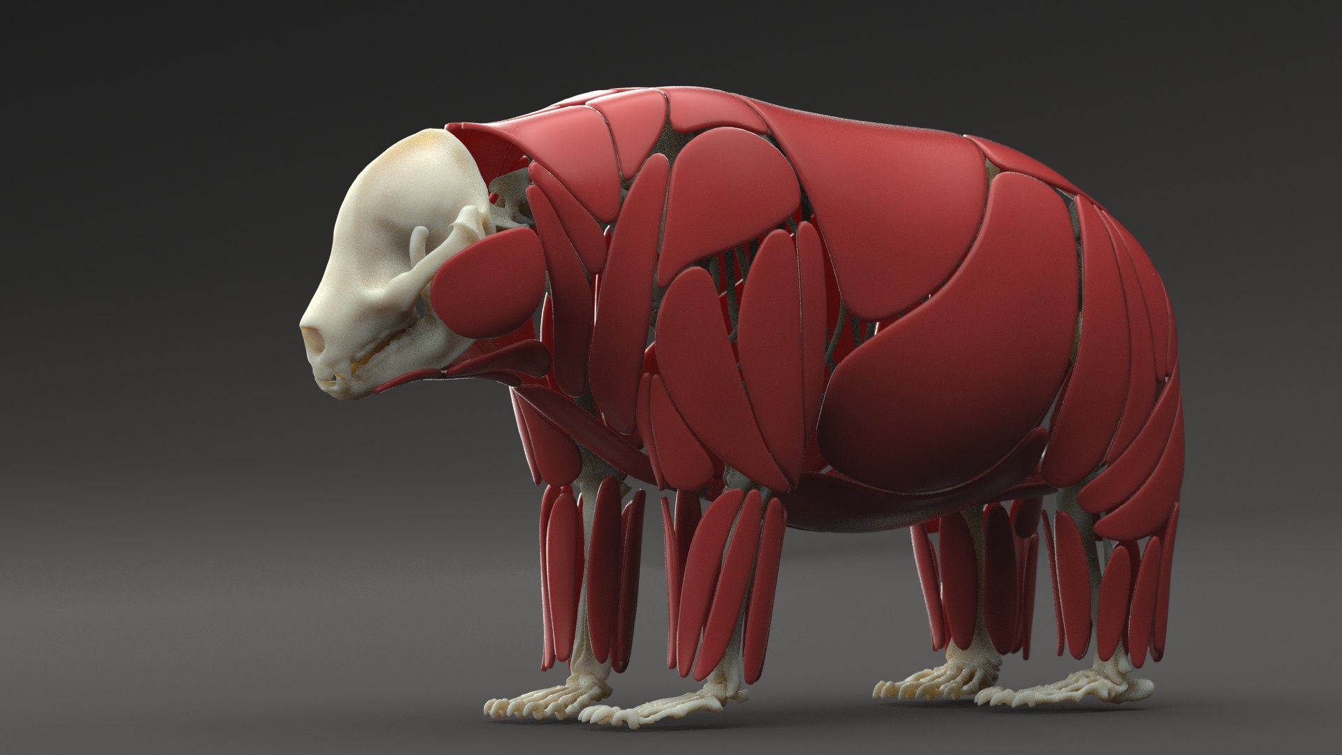 Panda Fur Modeled 3D Model - TurboSquid 1535958