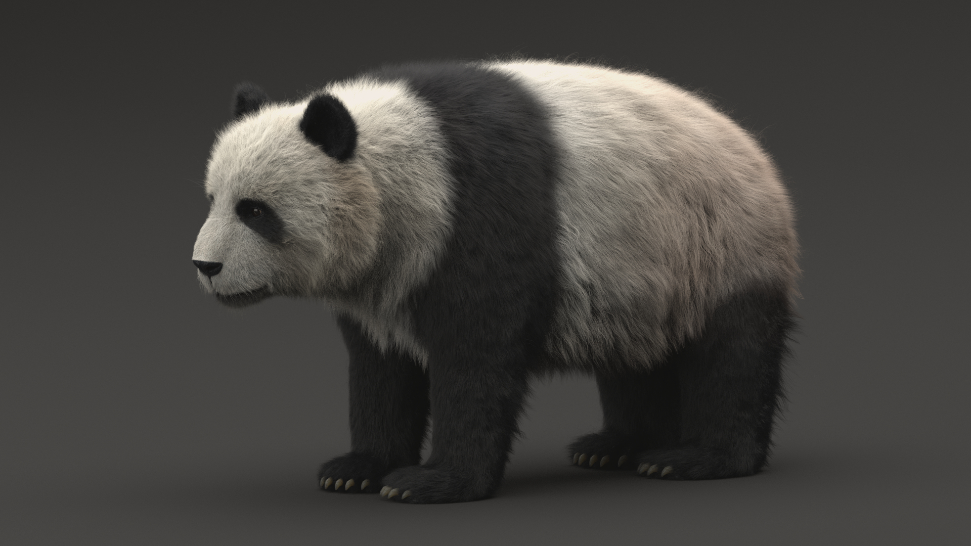 Panda Fur Modeled 3D Model - TurboSquid 1535958