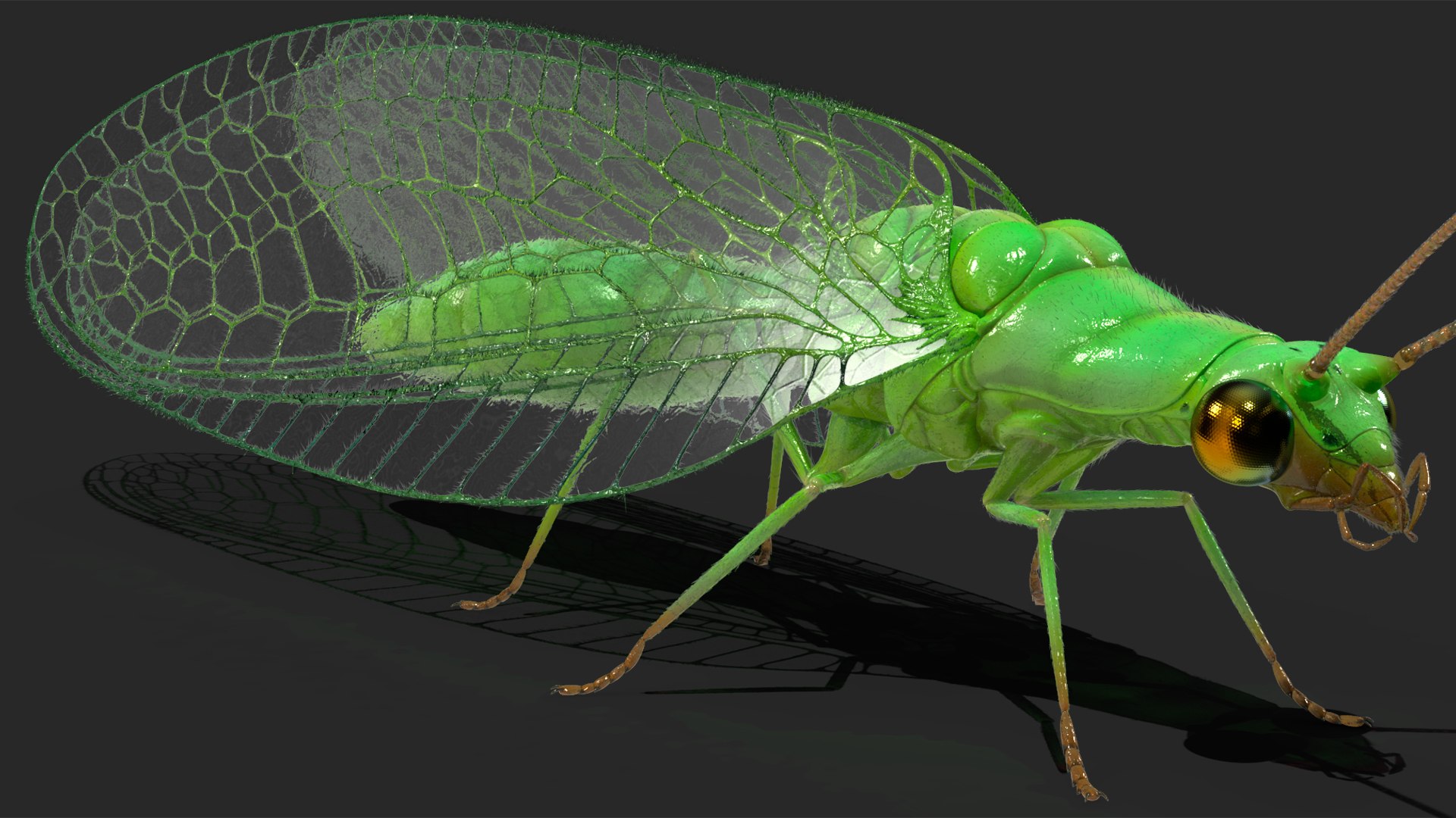 Insect Green Lacewing Fur 3D Model - TurboSquid 2167676