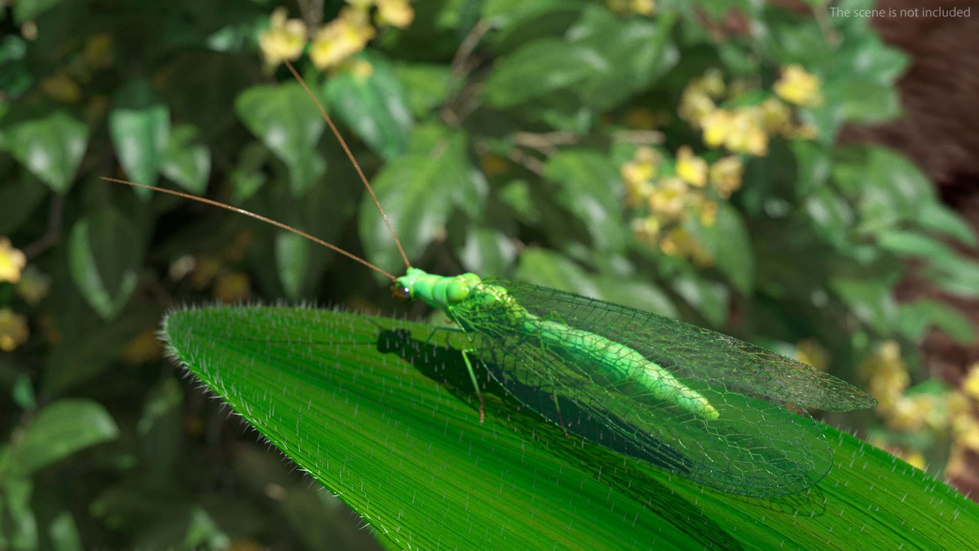 Insect Green Lacewing Fur 3D Model - TurboSquid 2167676