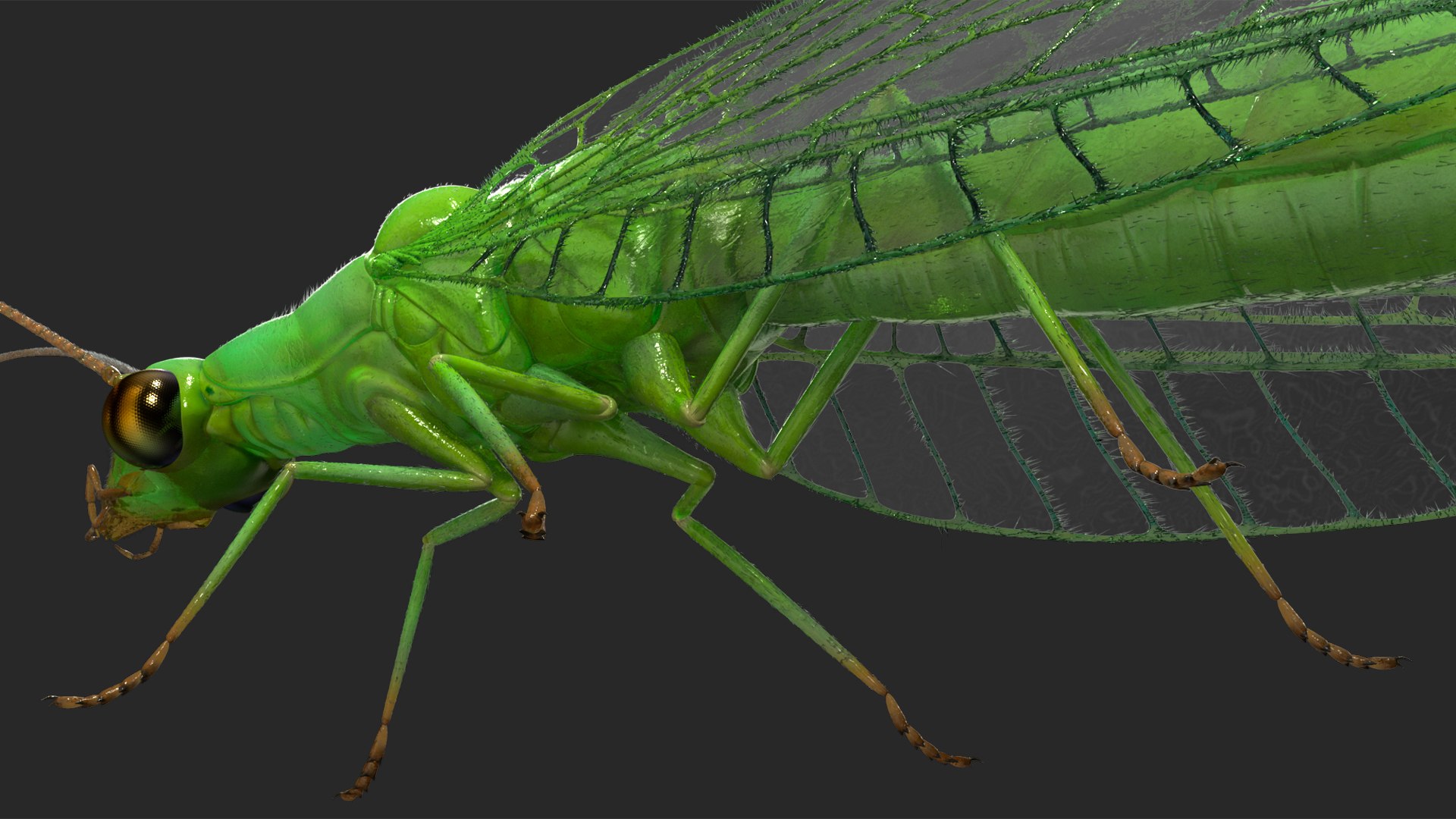 Insect Green Lacewing Fur 3D Model - TurboSquid 2167676
