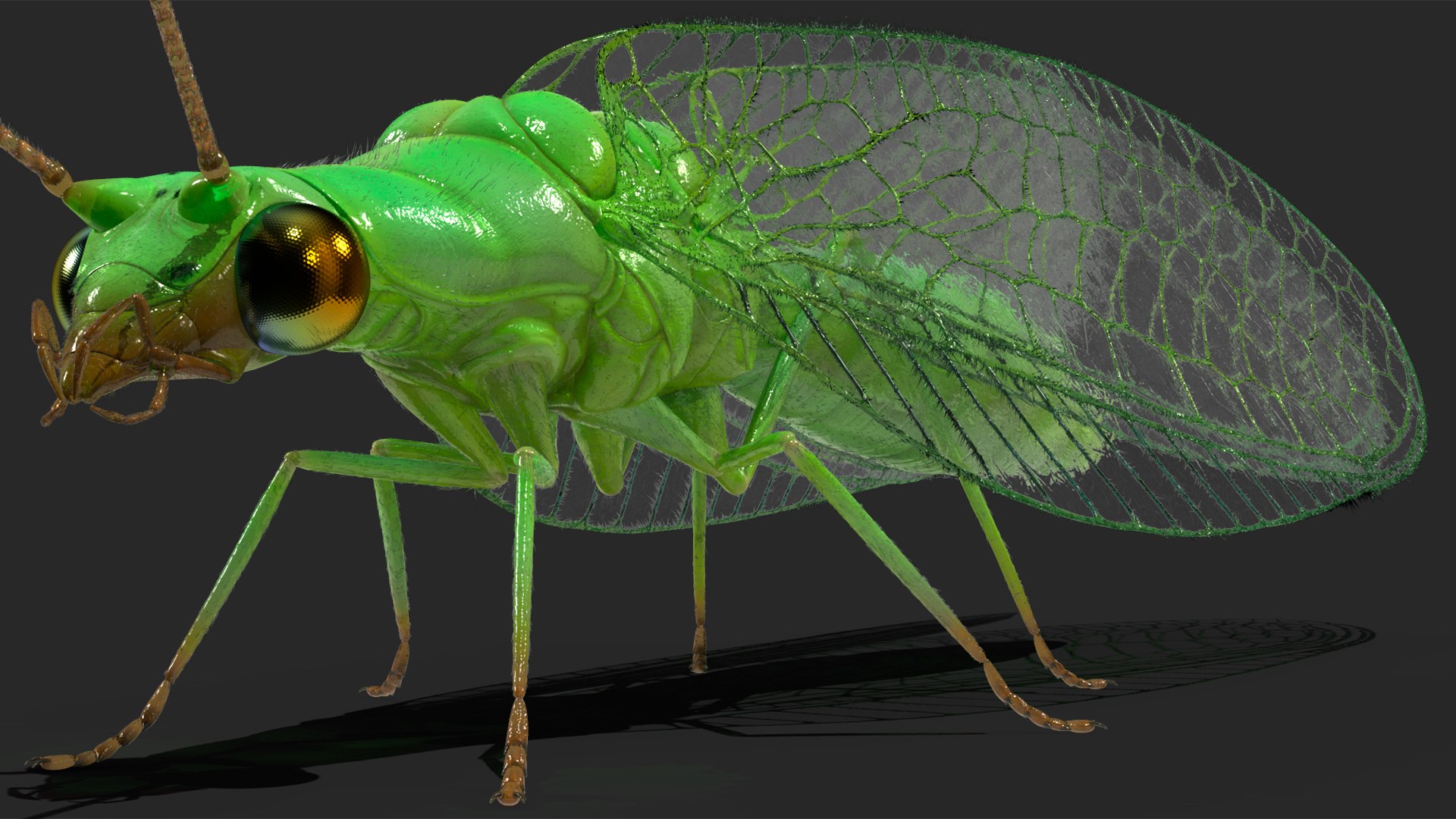 Insect Green Lacewing Fur 3D Model - TurboSquid 2167676
