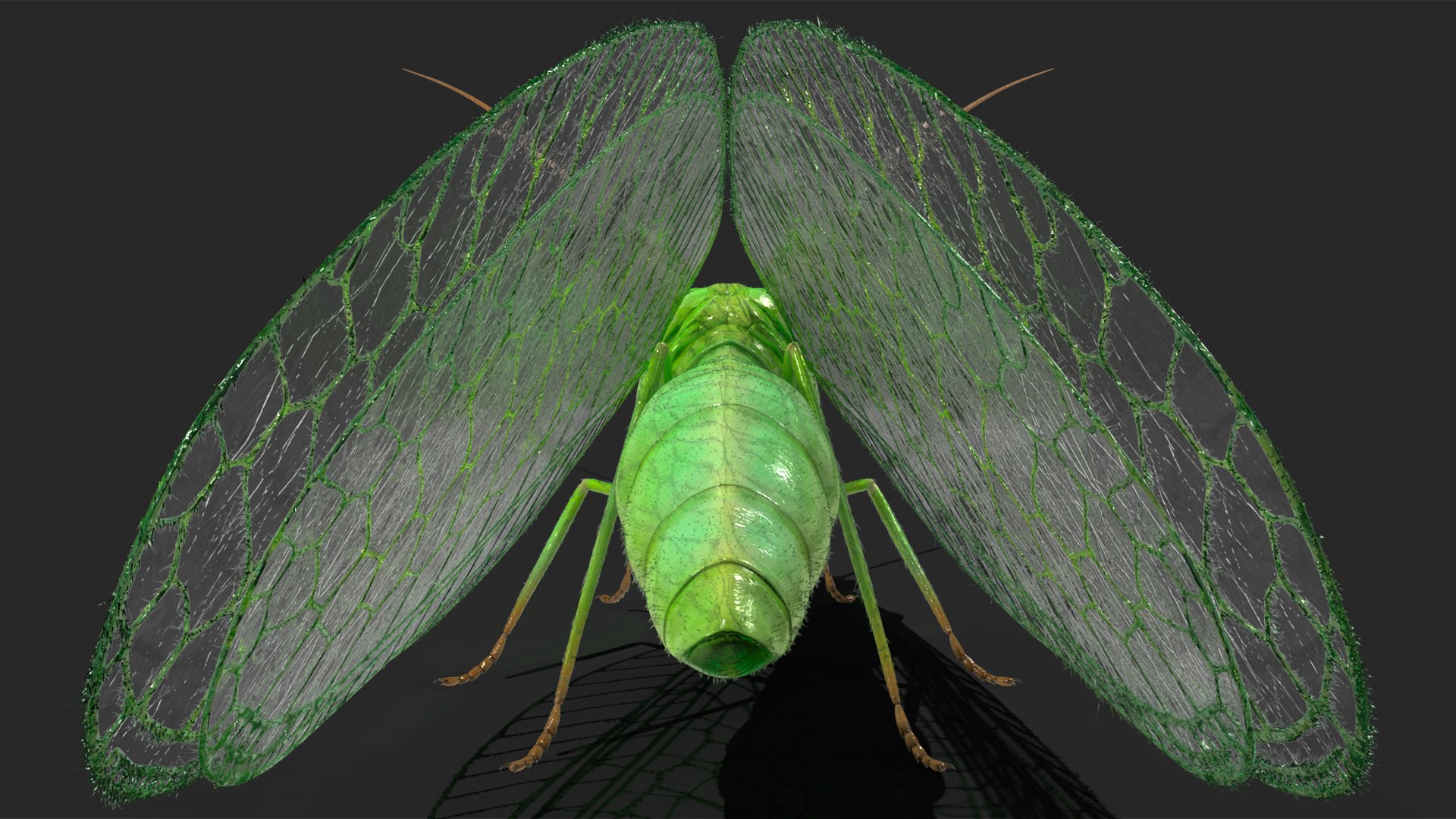 Insect Green Lacewing Fur 3D Model - TurboSquid 2167676