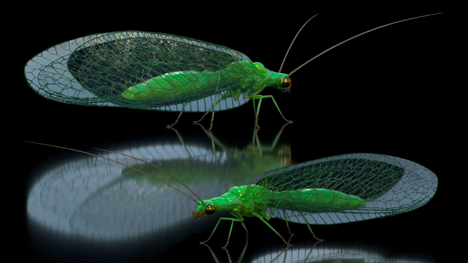 Insect Green Lacewing Fur 3D Model - TurboSquid 2167676