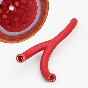 3D Blood Models - Browse & Download Formats - TurboSquid