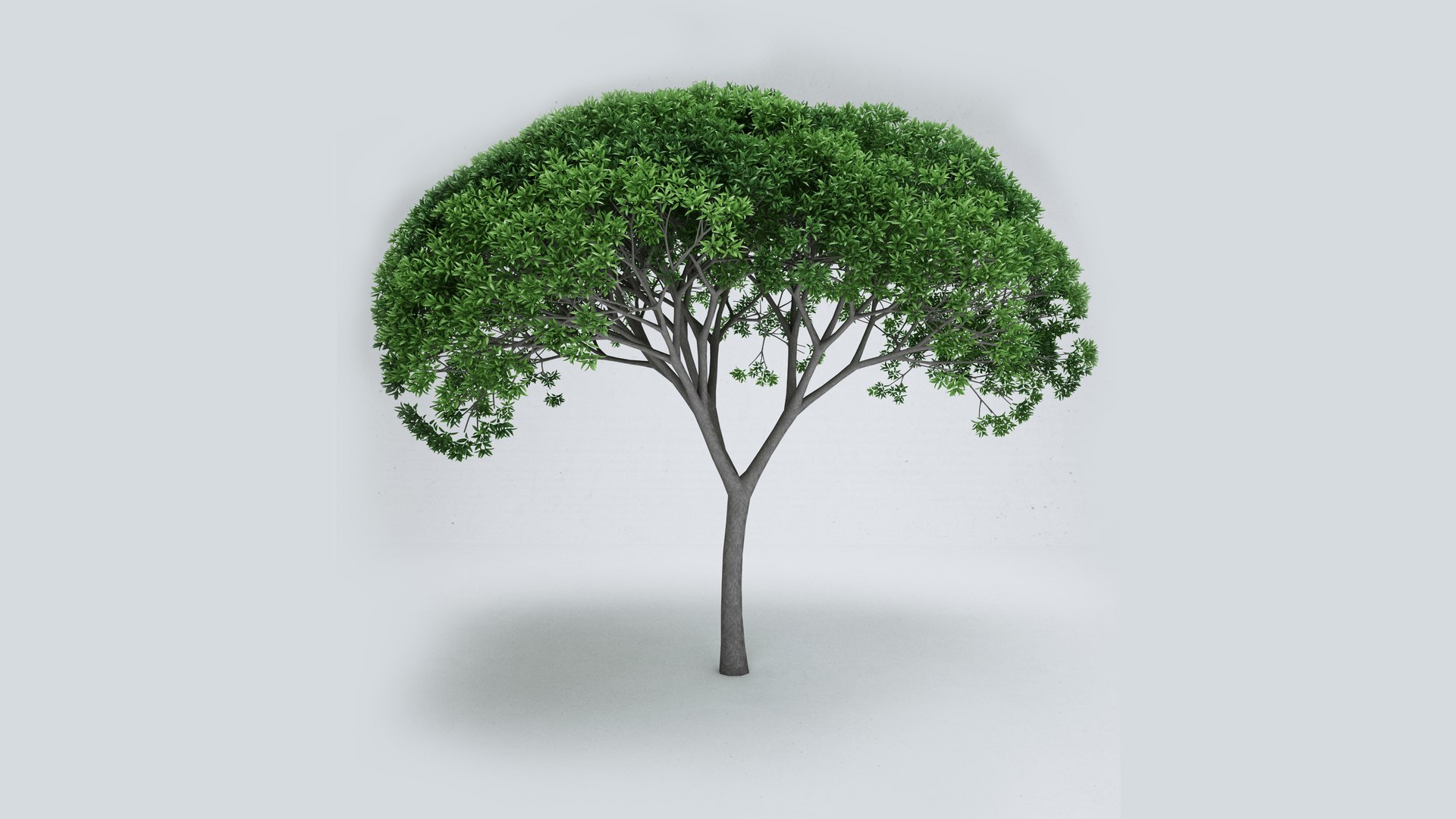 Willow Tree 3D Model - TurboSquid 1666965