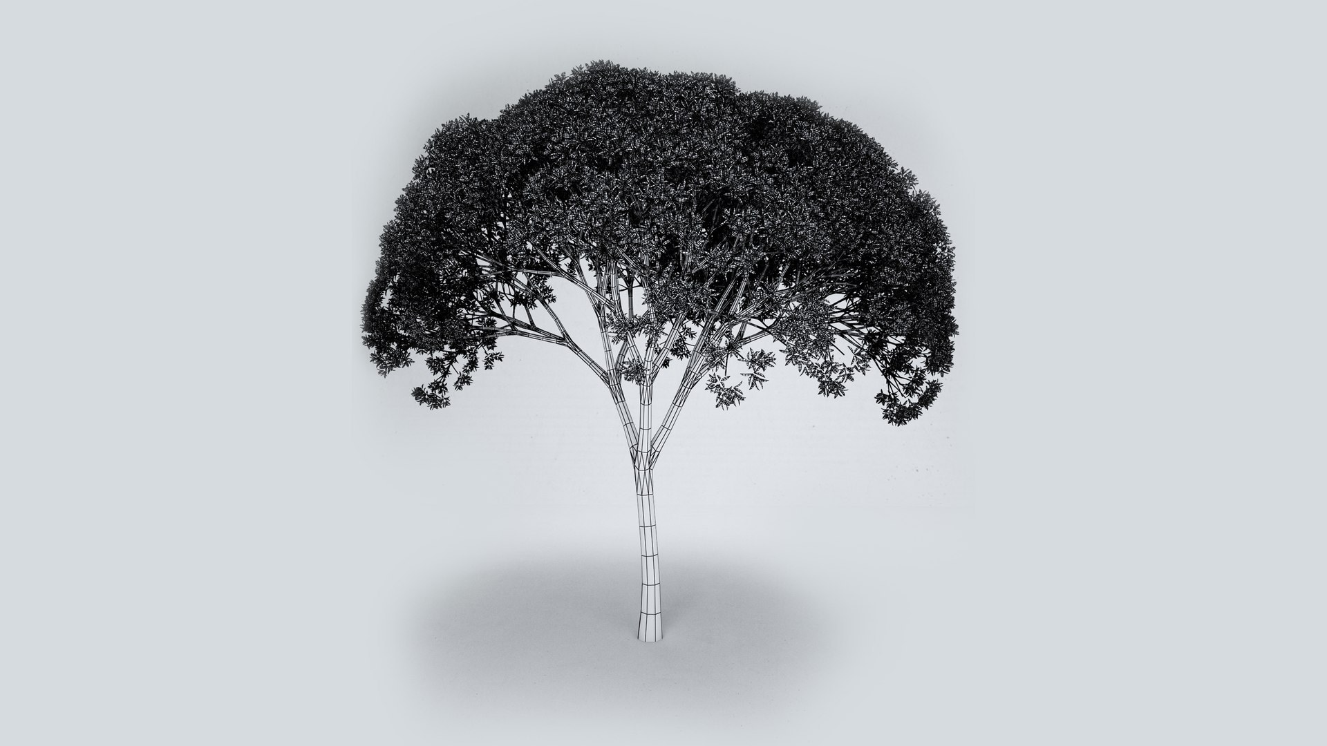 Willow Tree 3D Model - TurboSquid 1666965