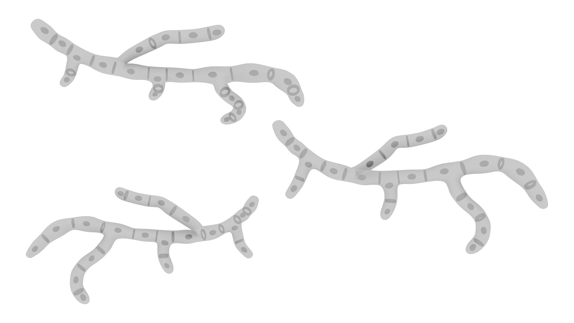 3D Fungal Cell Structure model - TurboSquid 2150720