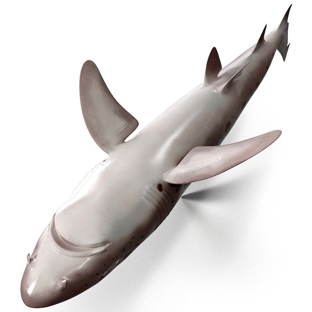 3d Model Leopard Shark