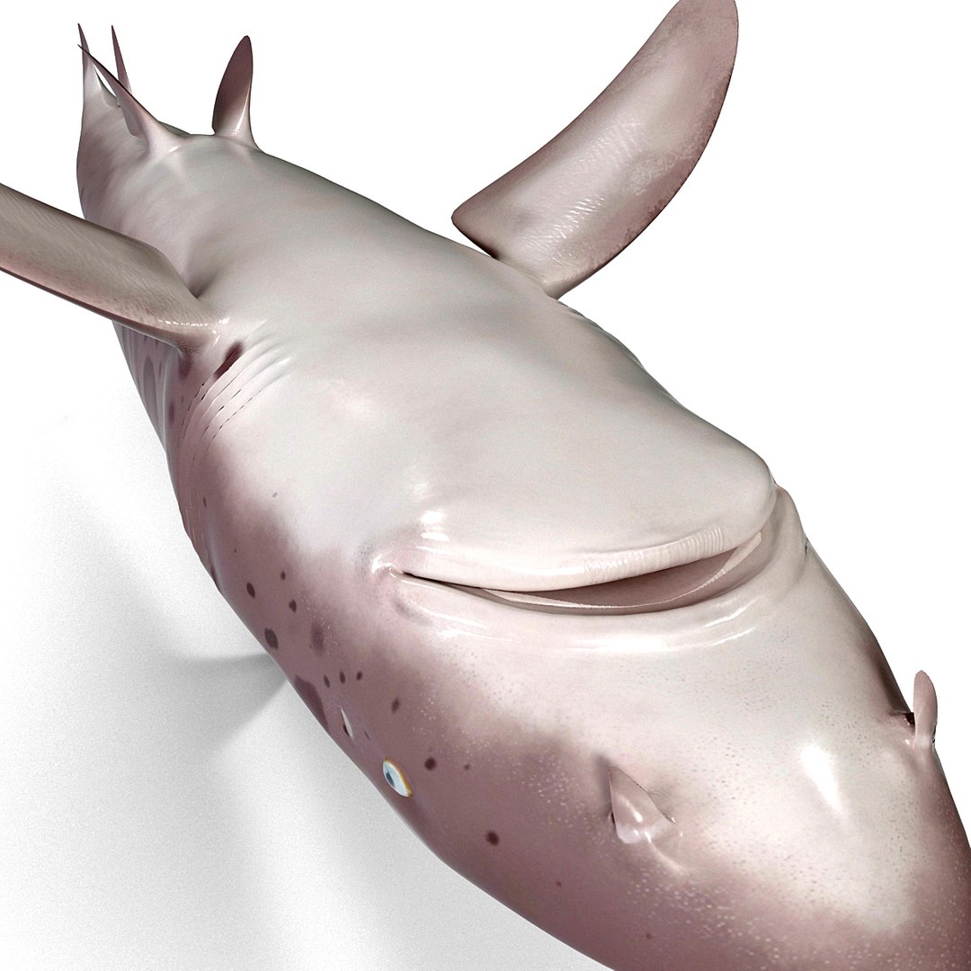 3d Model Leopard Shark