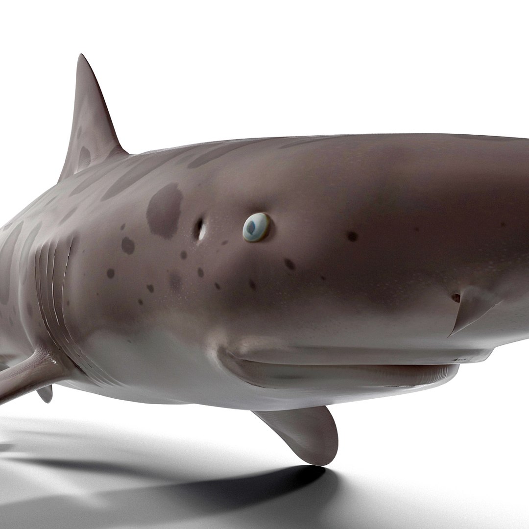 3d Model Leopard Shark