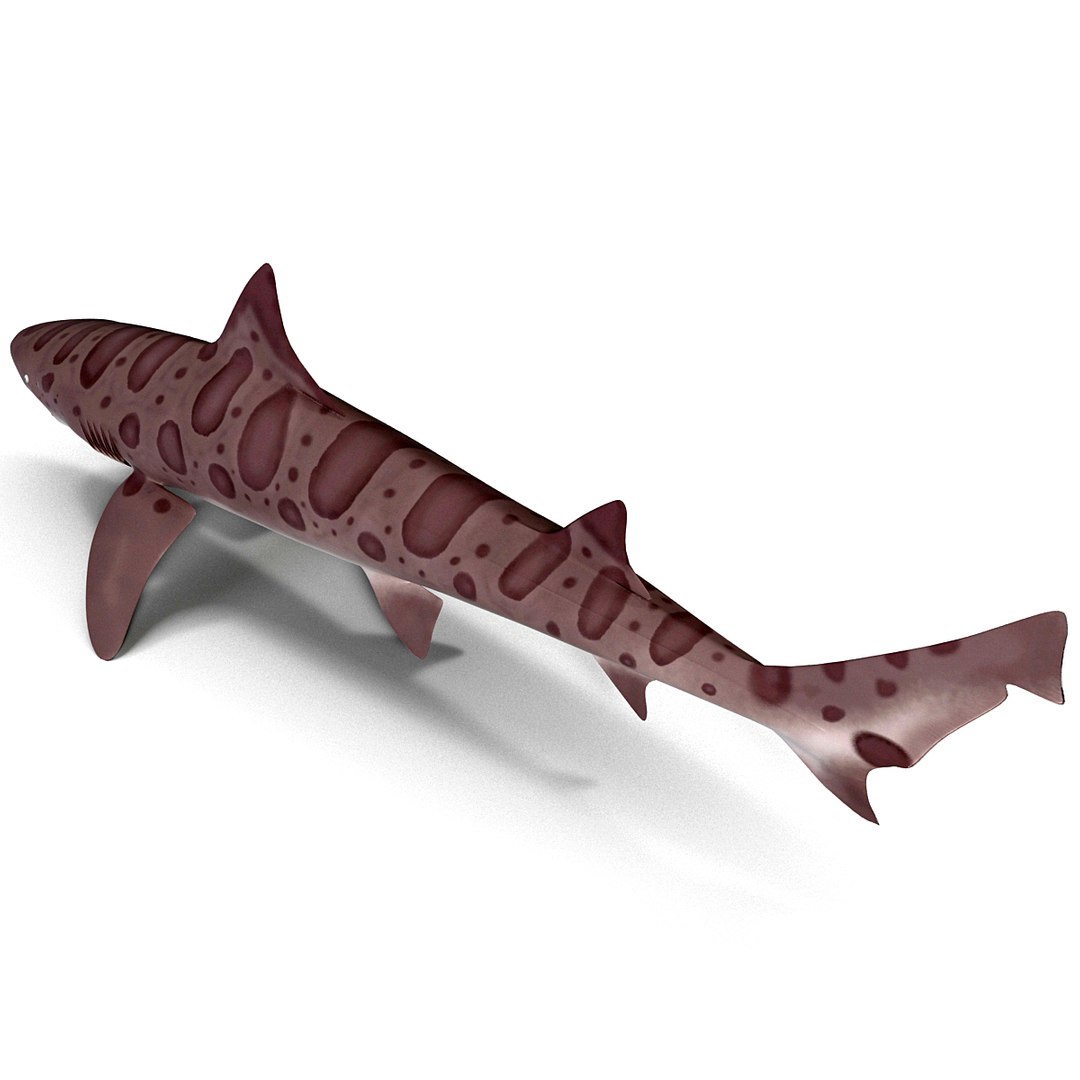 3d Model Leopard Shark
