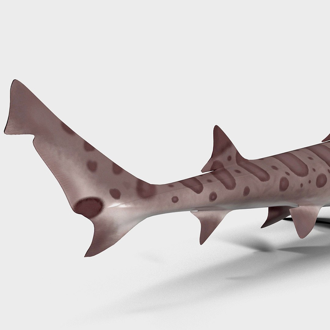 3d Model Leopard Shark