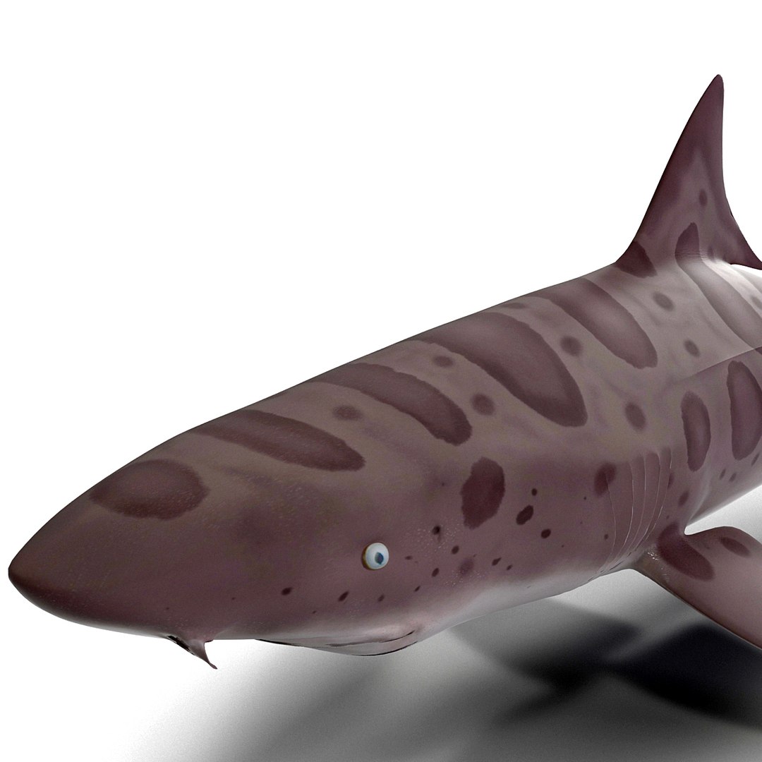 3d Model Leopard Shark
