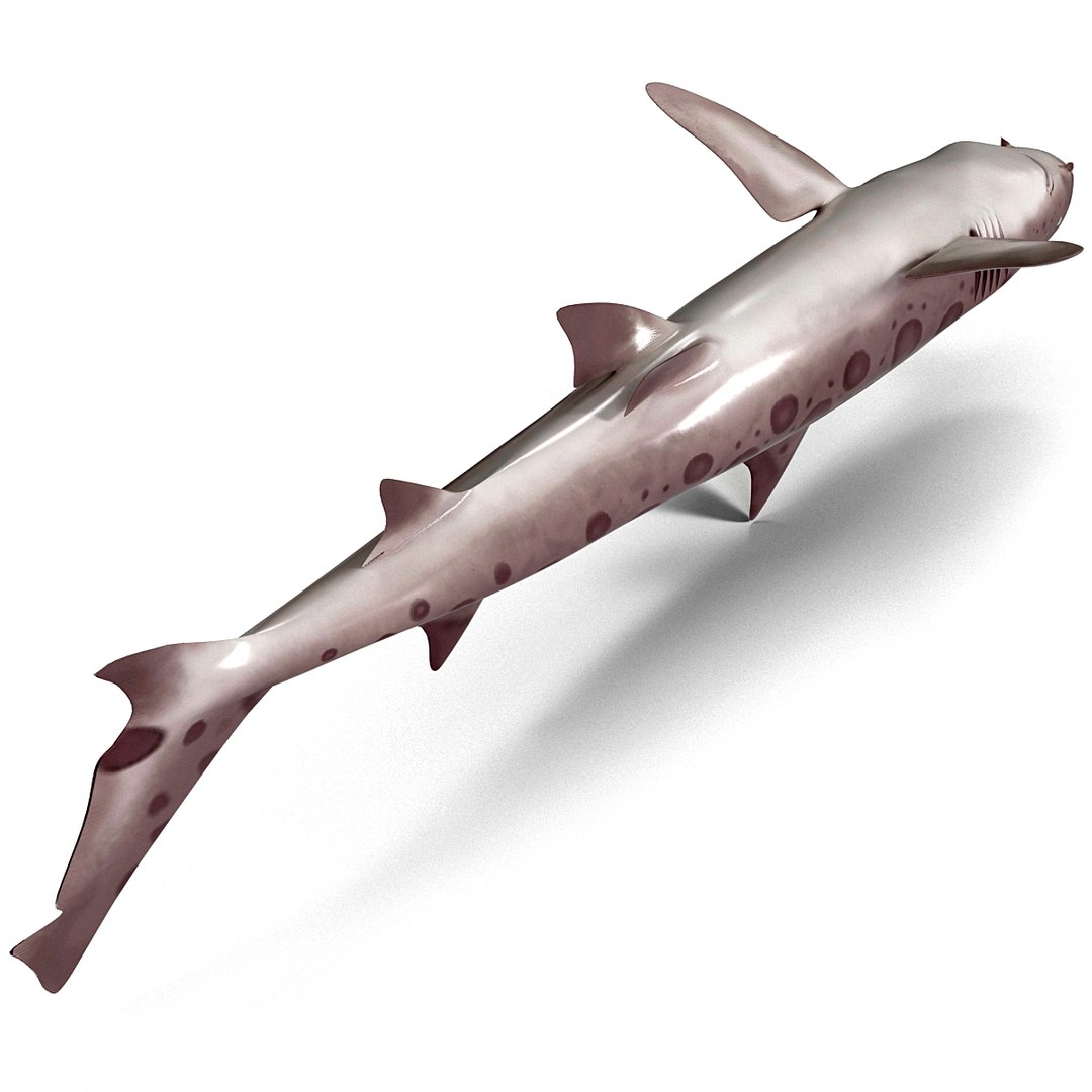 3d Model Leopard Shark