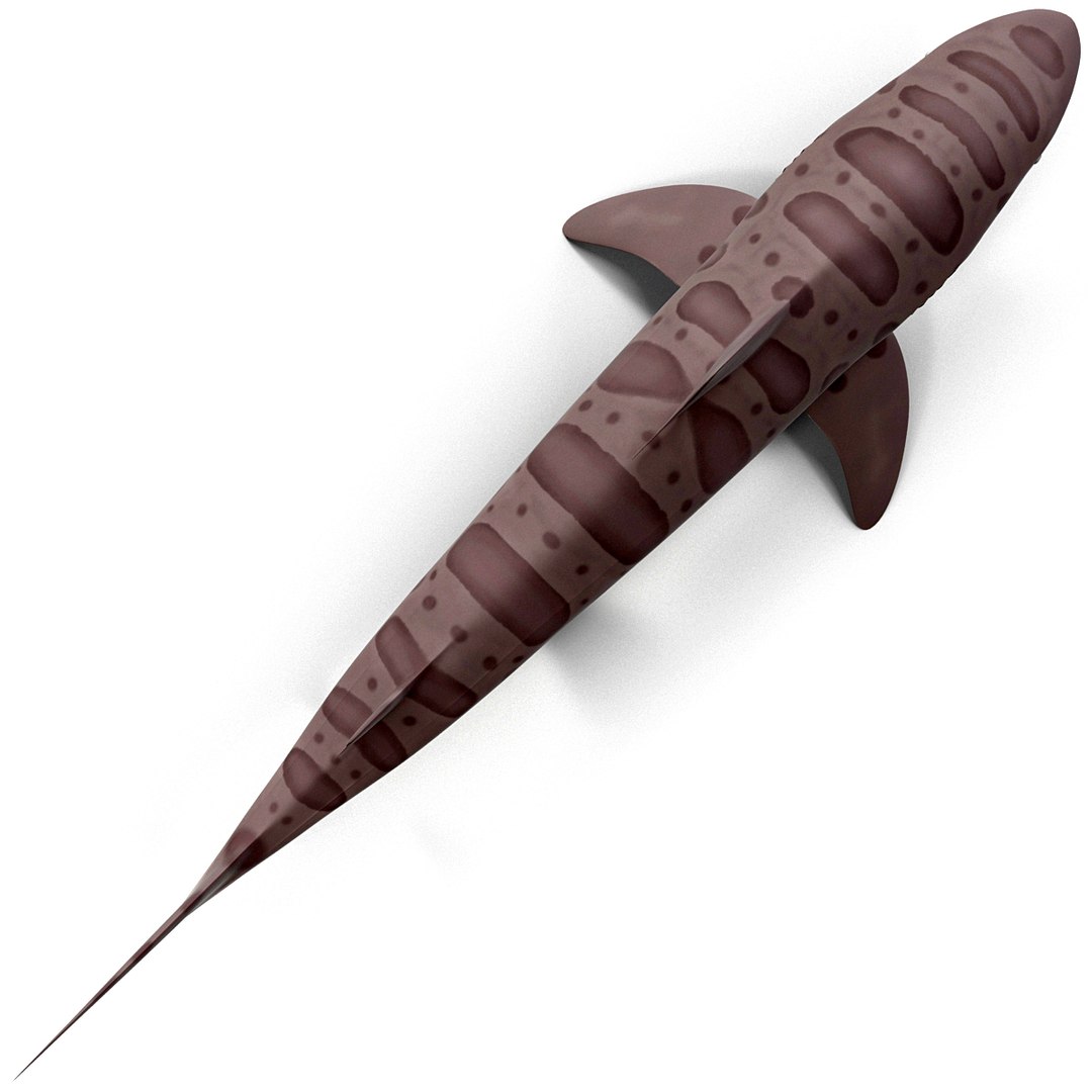 3d Model Leopard Shark