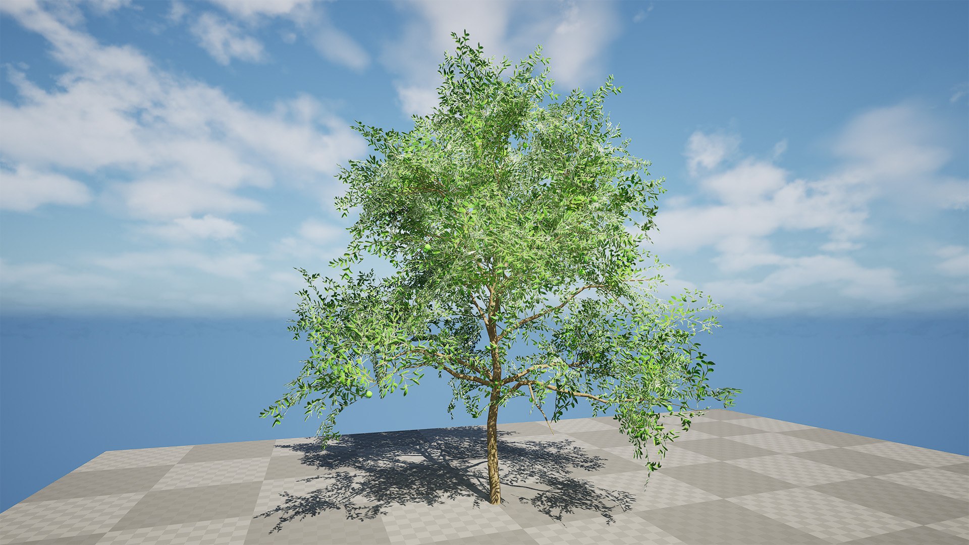 3D Guava Tree 3D Model - TurboSquid 2309313