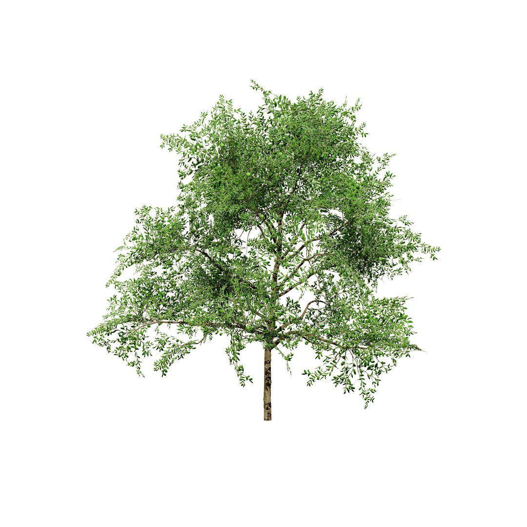 3D Guava Tree 3D Model - TurboSquid 2309313