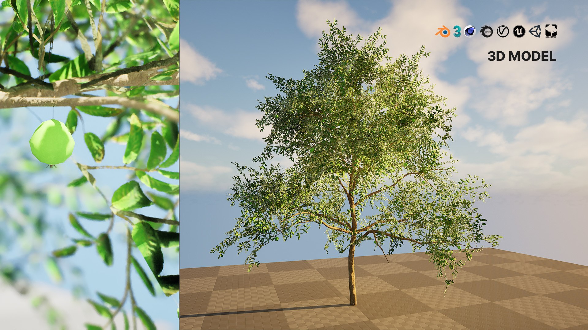 3D Guava Tree 3D Model - TurboSquid 2309313