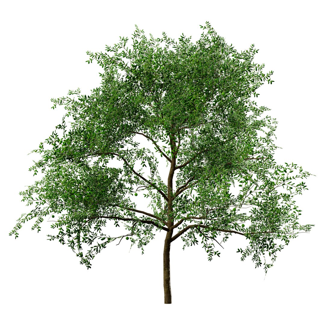 3D Guava Tree 3D Model - TurboSquid 2309313