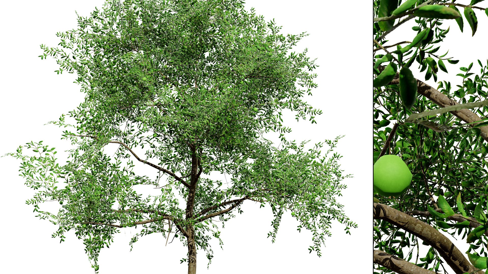 3D Guava Tree 3D Model - TurboSquid 2309313