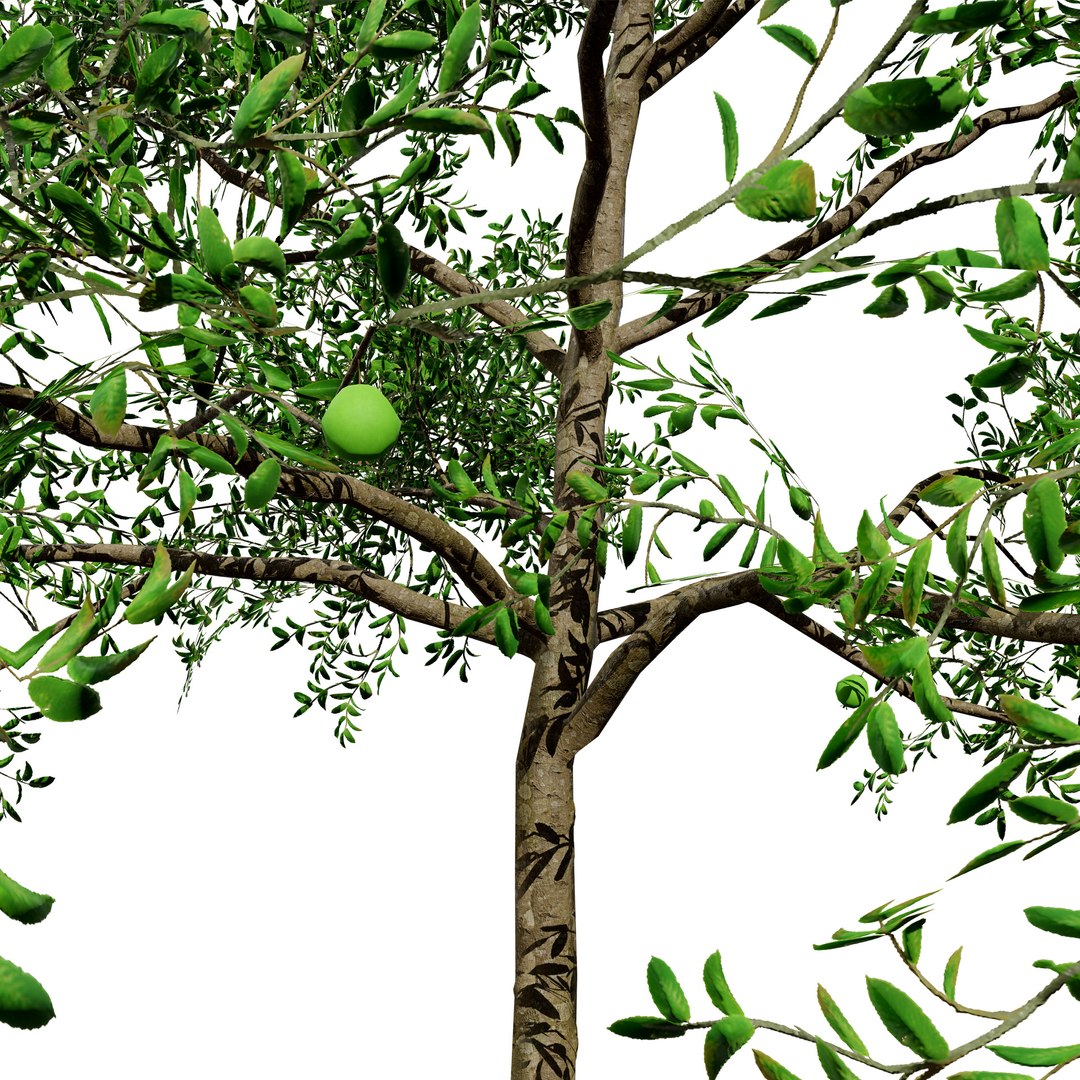 3D Guava Tree 3D Model - TurboSquid 2309313