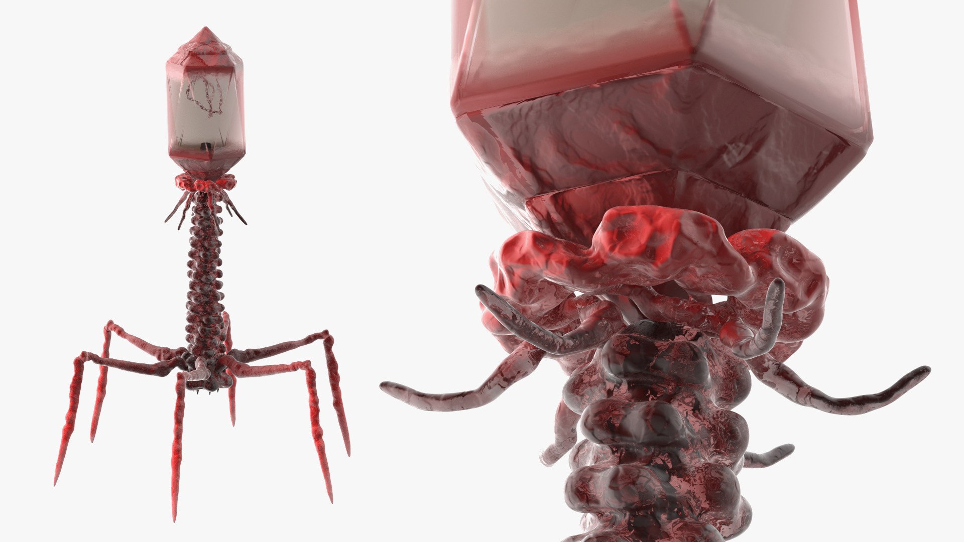 3D Helicobacter Pylori Bacteria With Bacteriophage Virus Animated ...