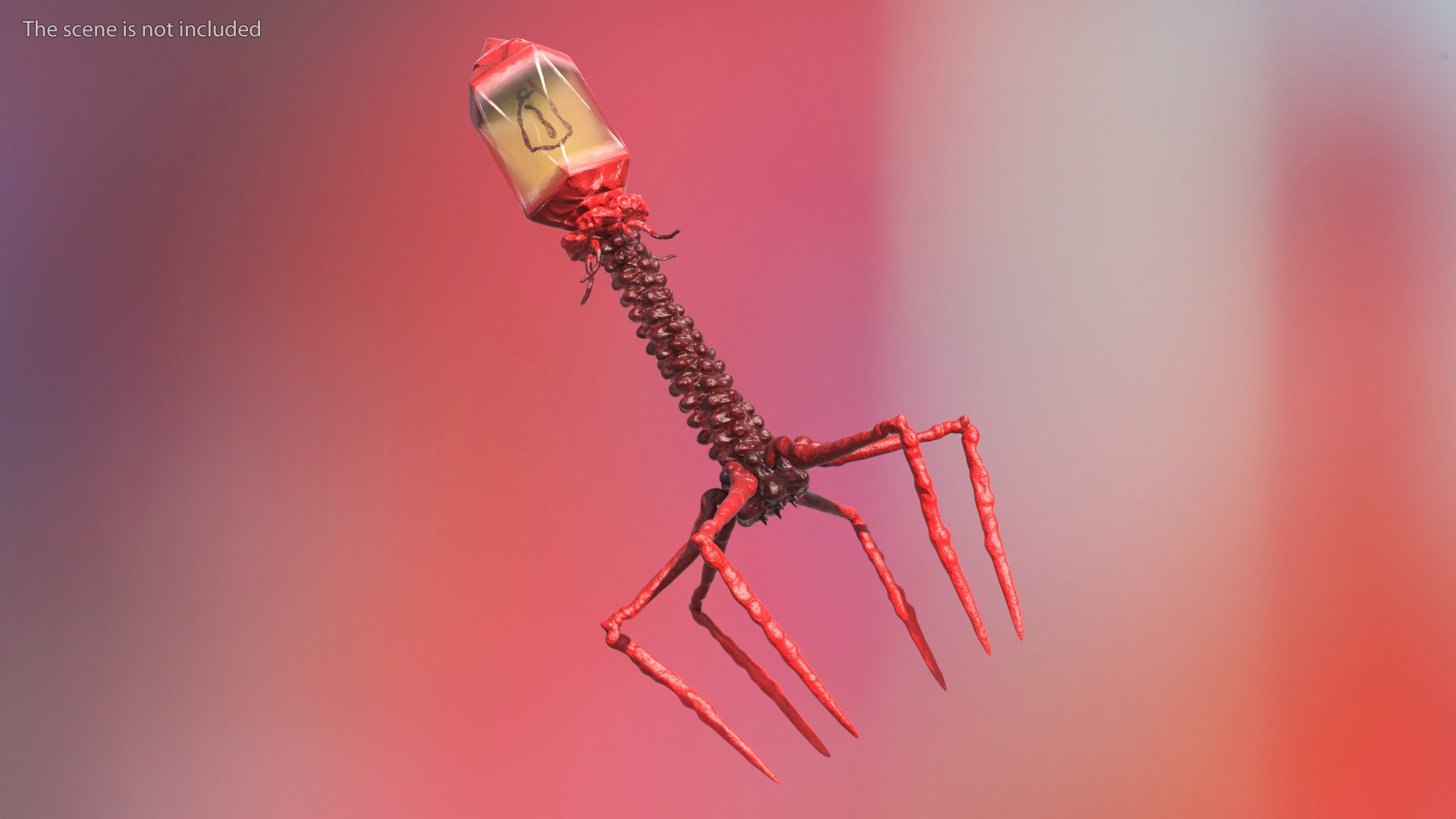 3D Helicobacter Pylori Bacteria With Bacteriophage Virus Animated ...