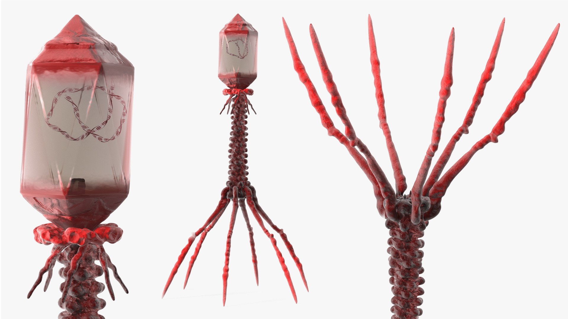 3D Helicobacter Pylori Bacteria With Bacteriophage Virus Animated ...