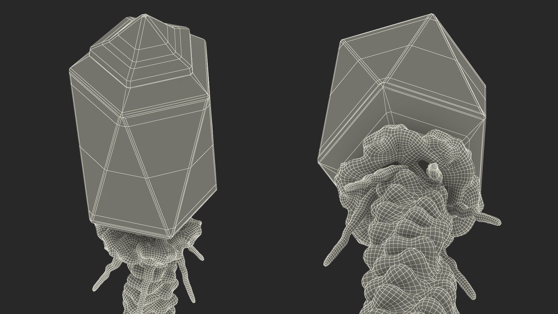 3D Helicobacter Pylori Bacteria With Bacteriophage Virus Animated ...