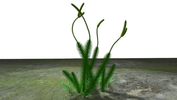 lycopodium plants obj