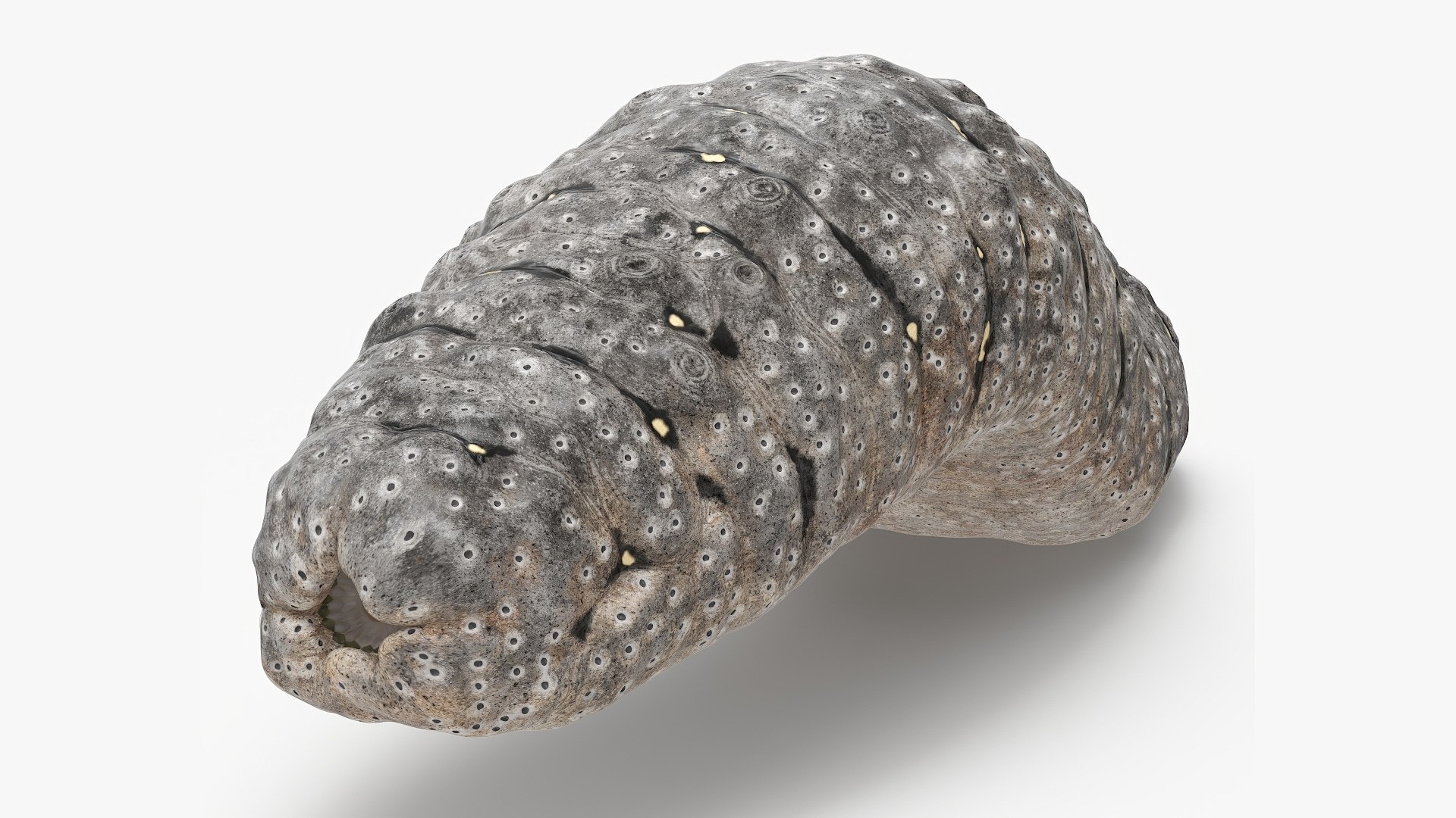 3D Trepang Gray Rigged For Cinema 4D Model - TurboSquid 2350519