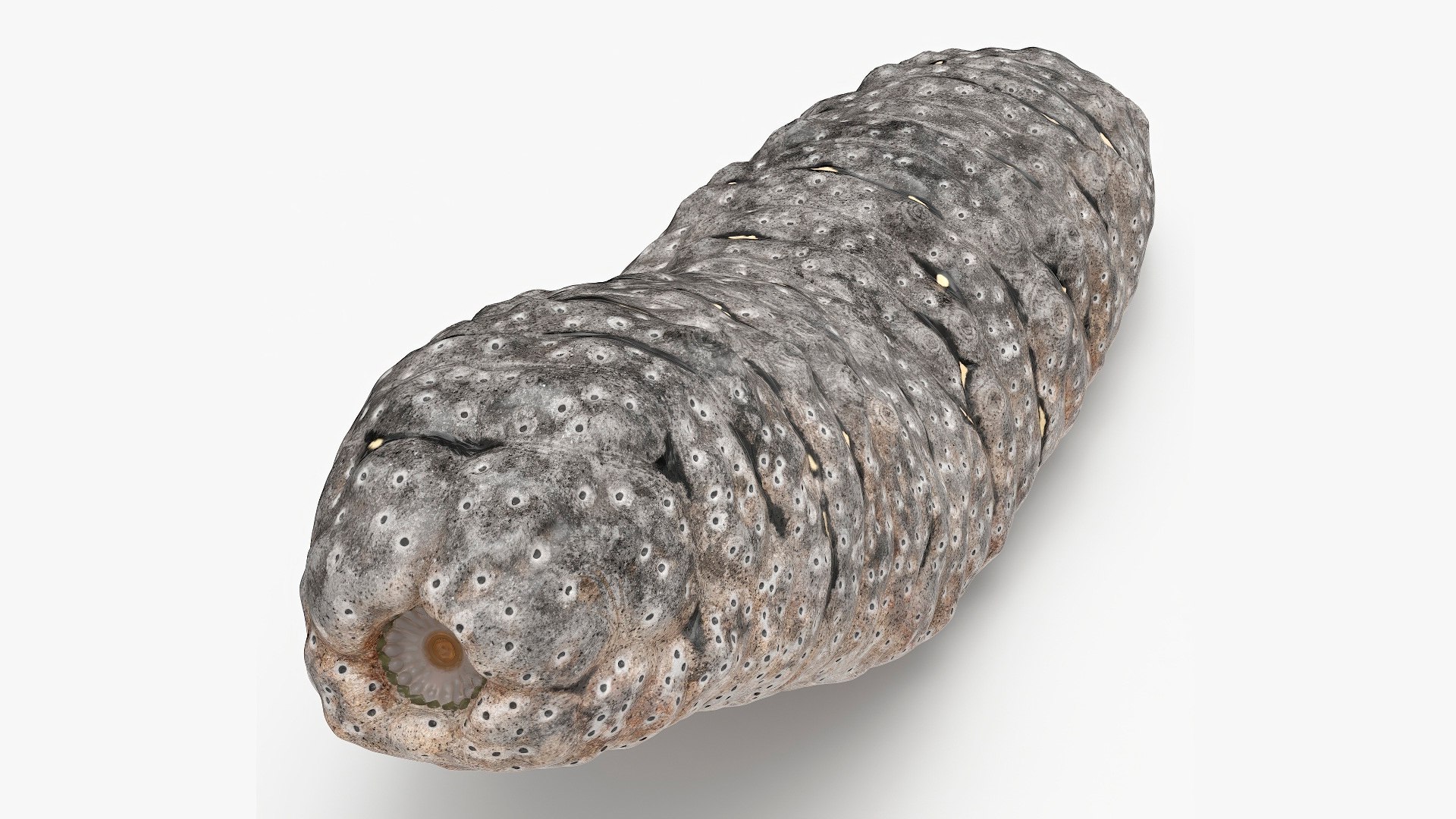 3D Trepang Gray Rigged For Cinema 4D Model - TurboSquid 2350519