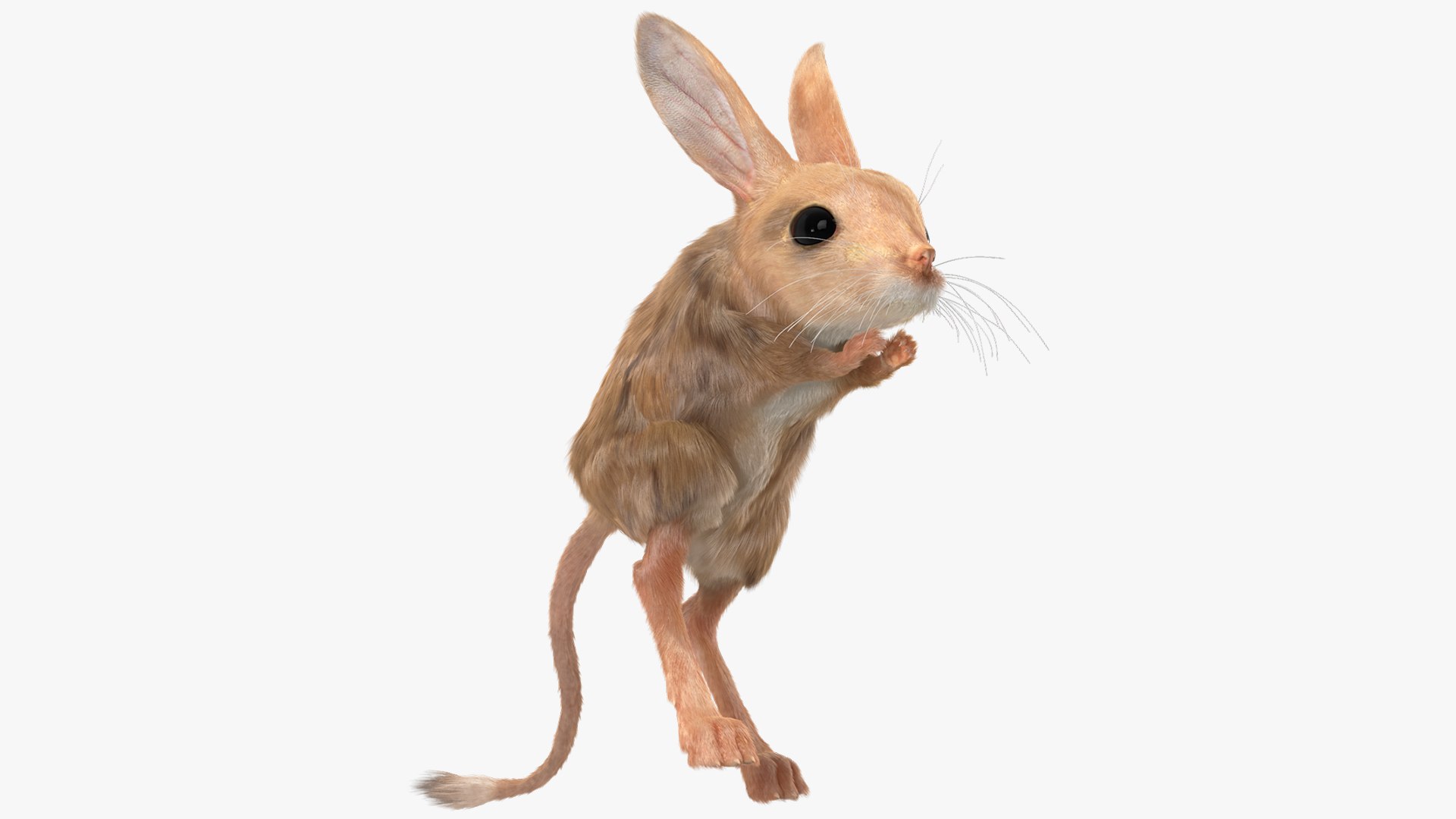 Jumping Jerboa Fur 3D - TurboSquid 2197353
