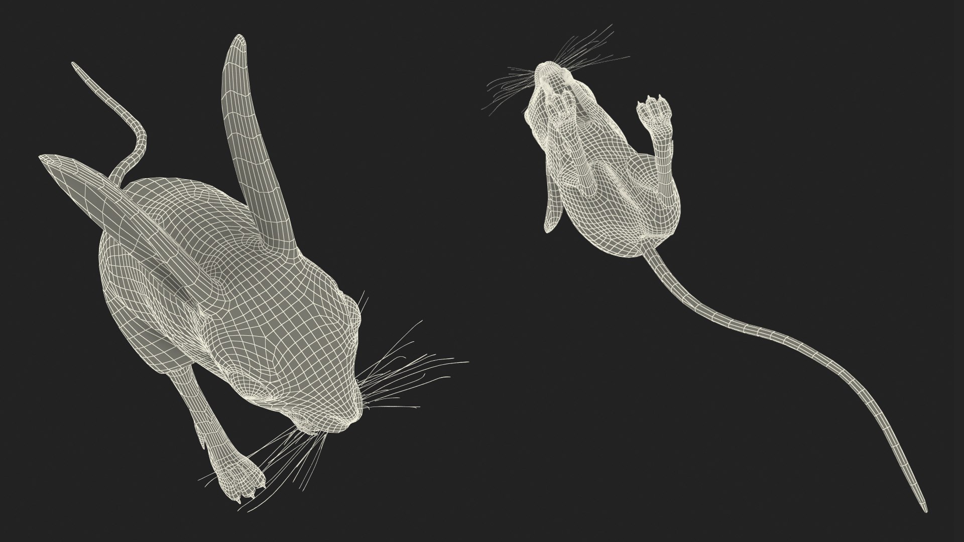 Jumping Jerboa Fur 3D - TurboSquid 2197353