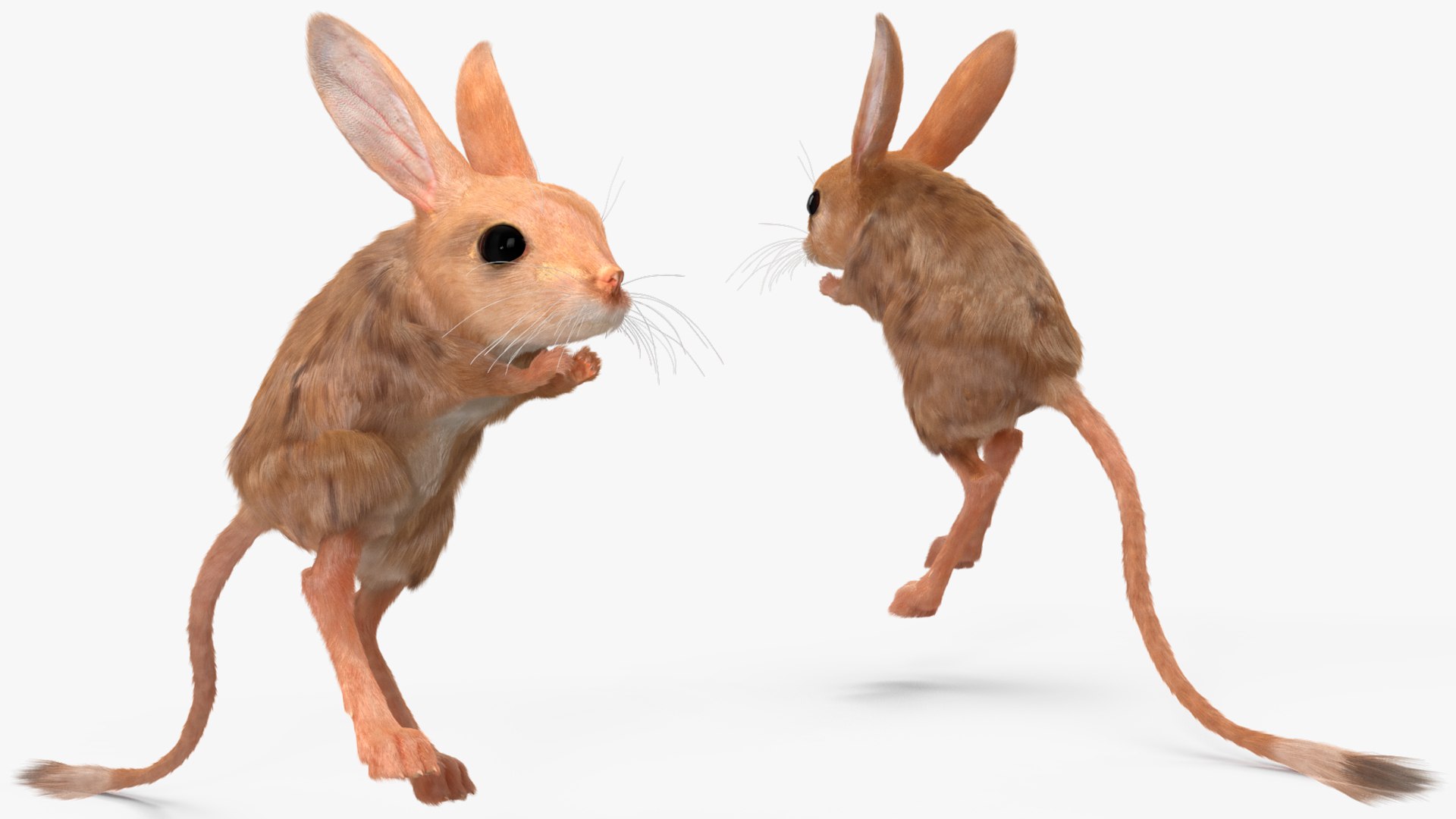 Jumping Jerboa Fur 3D - TurboSquid 2197353