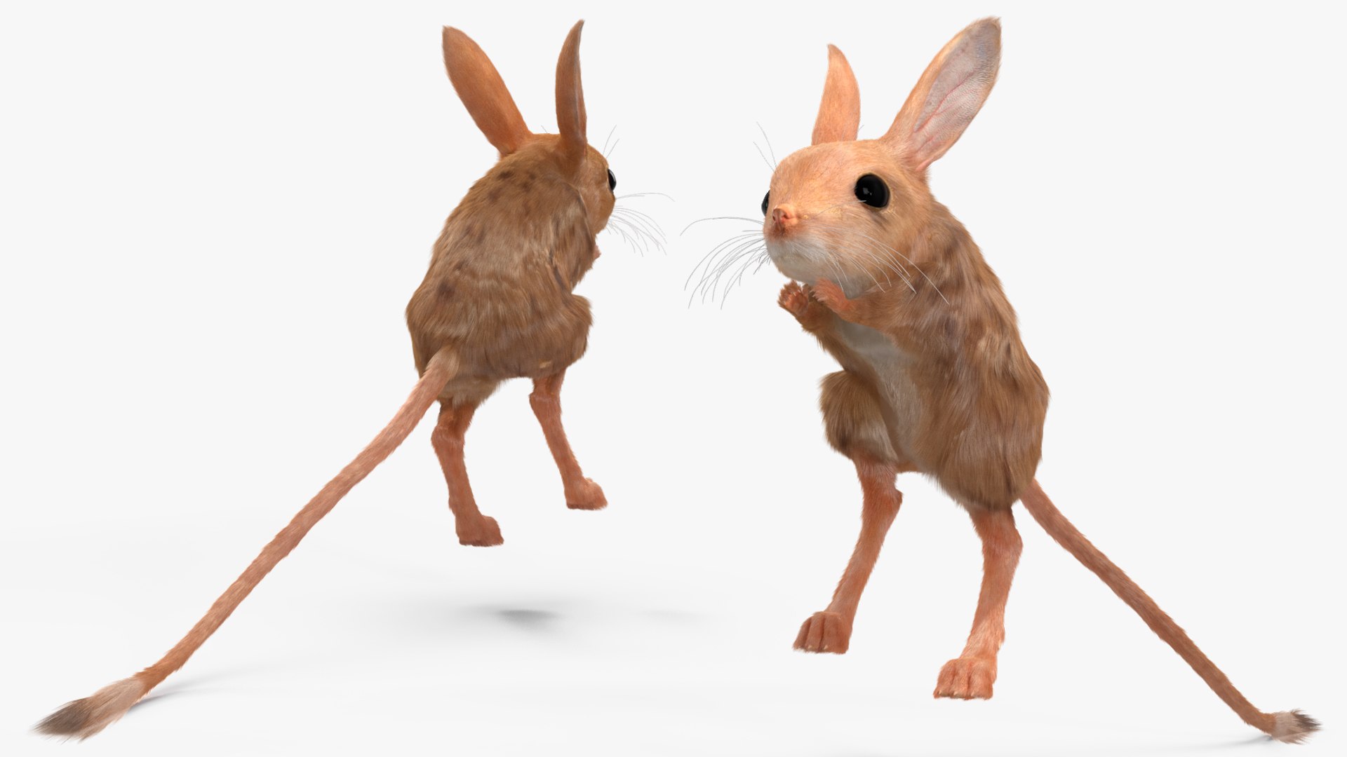 Jumping Jerboa Fur 3D - TurboSquid 2197353