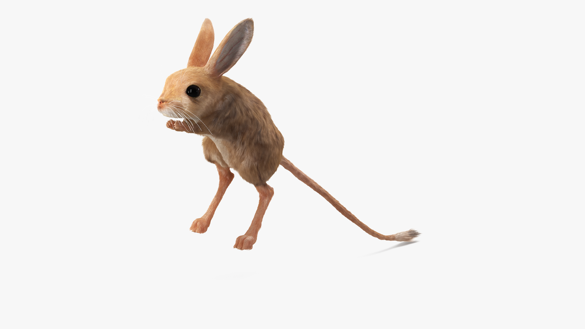 Jumping Jerboa Fur 3D - TurboSquid 2197353
