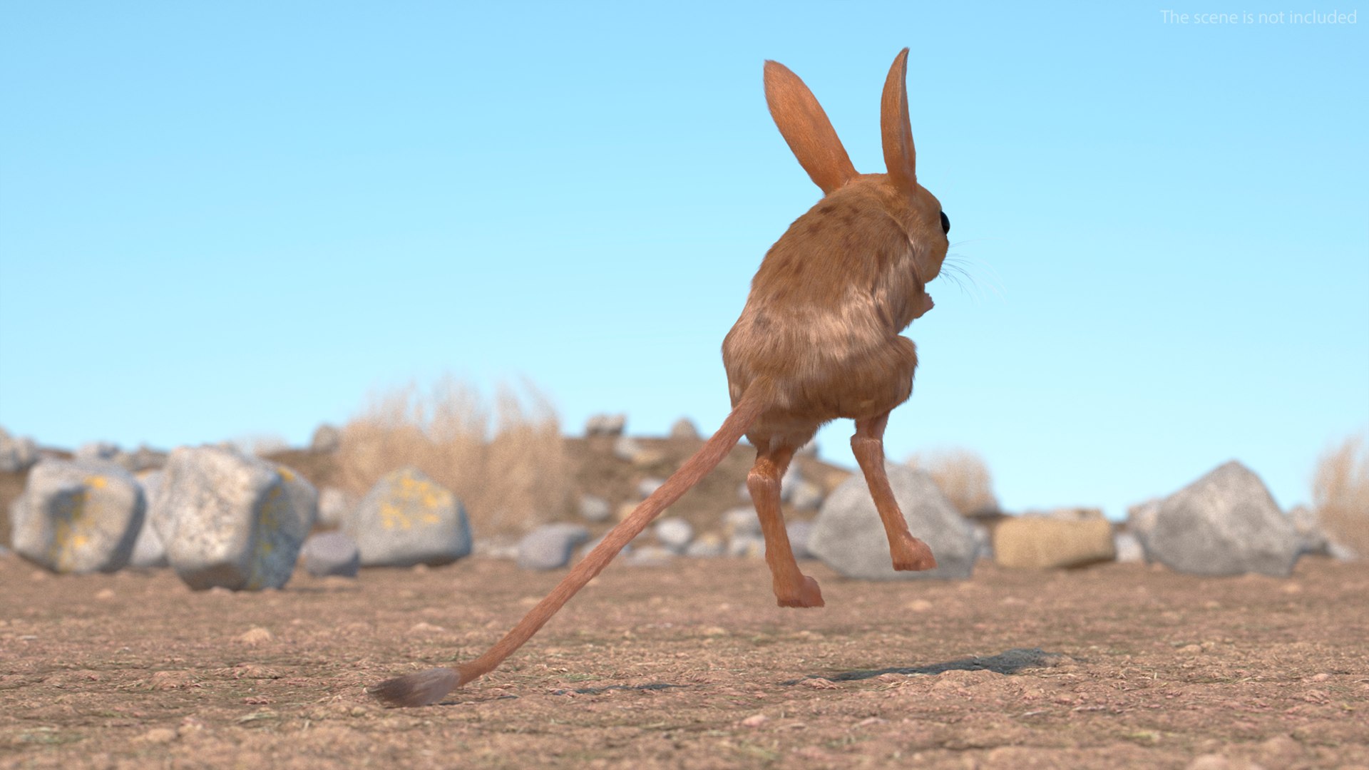 Jumping Jerboa Fur 3D - TurboSquid 2197353