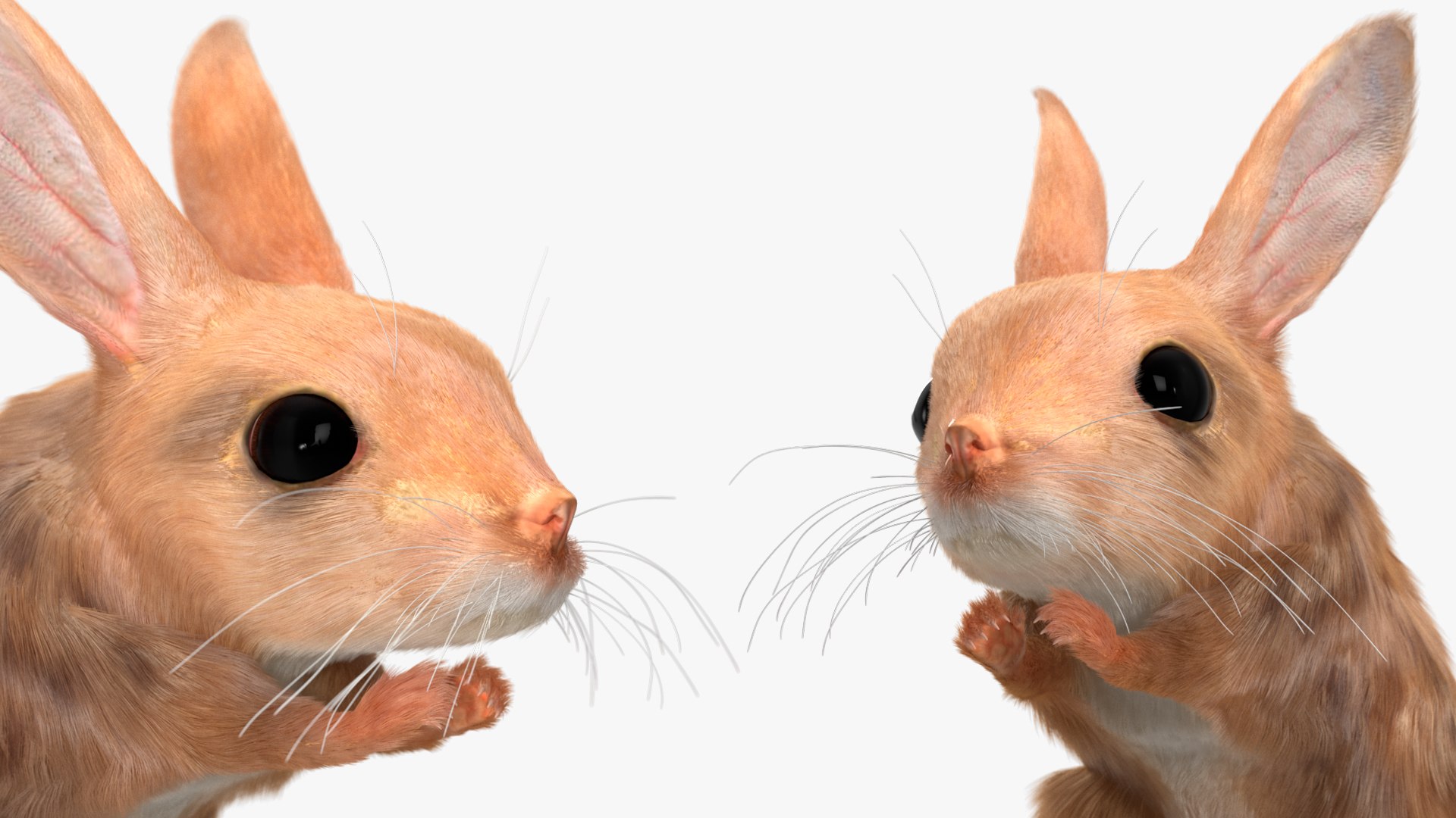 Jumping Jerboa Fur 3D - TurboSquid 2197353