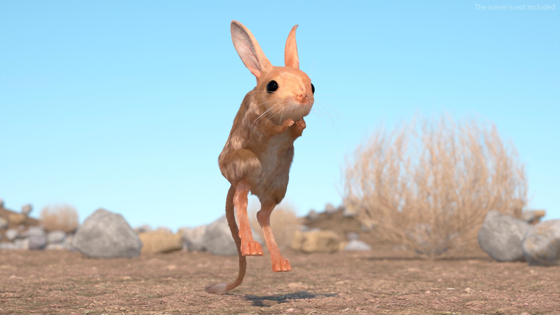 Jumping Jerboa Fur 3D - TurboSquid 2197353