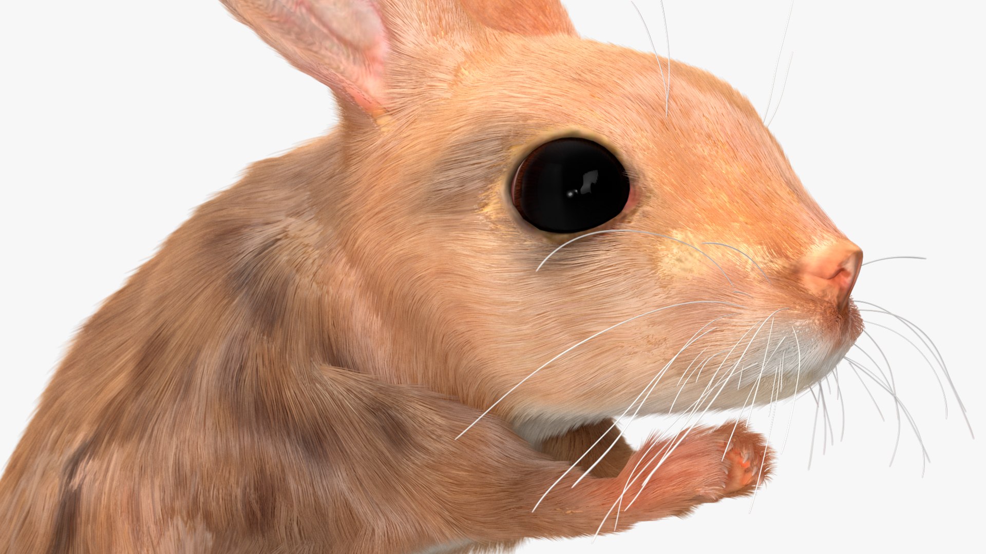Jumping Jerboa Fur 3D - TurboSquid 2197353