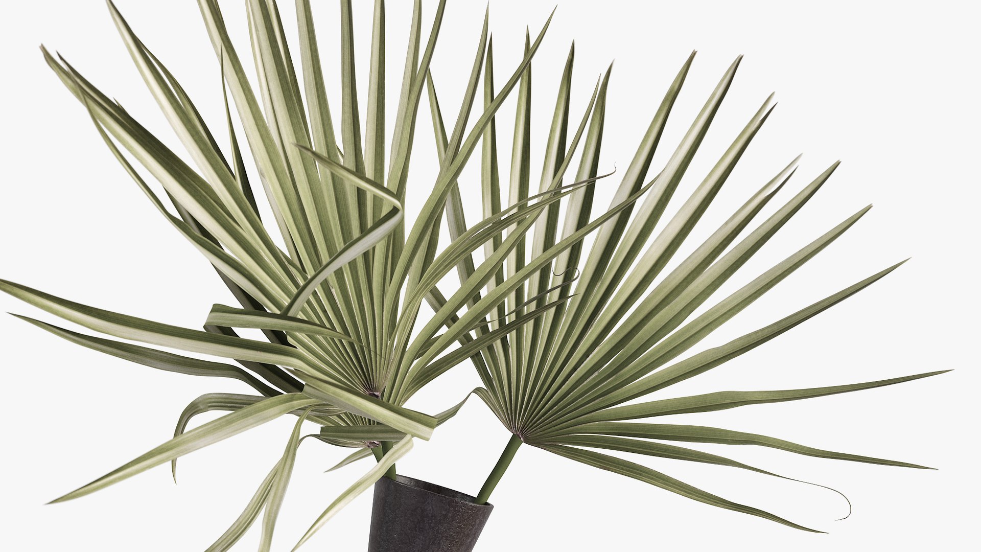 Palm 3D Model - TurboSquid 1628964