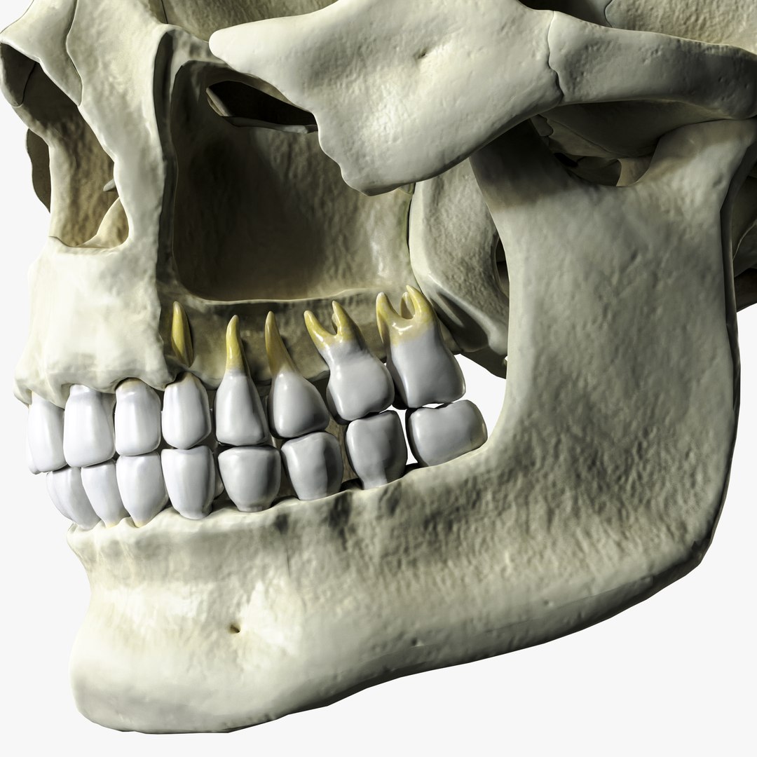 Anatomical atlas of the human skull 3D model - TurboSquid 2155652