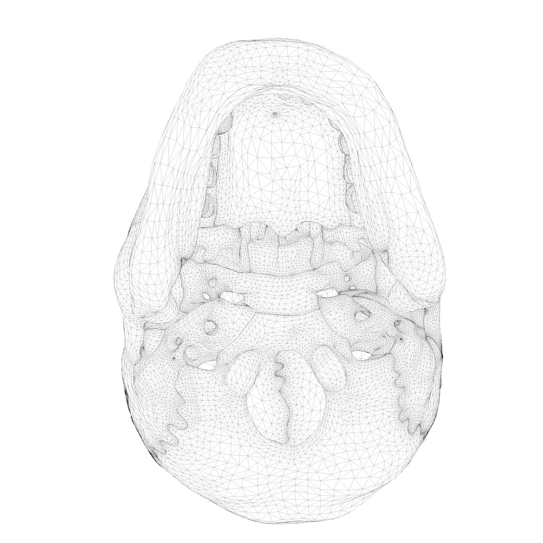 Anatomical atlas of the human skull 3D model - TurboSquid 2155652