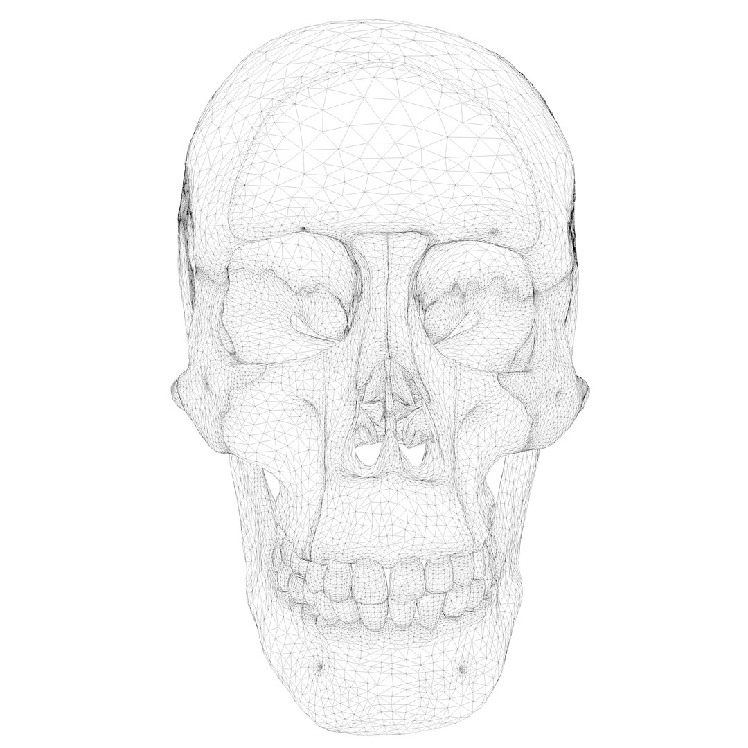 Anatomical Atlas Of The Human Skull 3D Model - TurboSquid 2155652